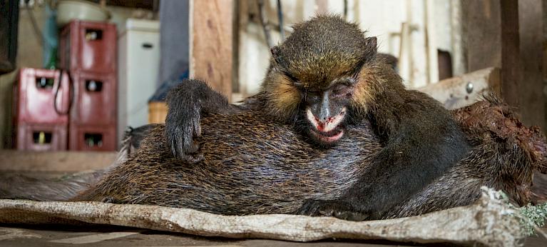 Species in Bushmeat Trade In Cameroon and The Republic of Congo ...