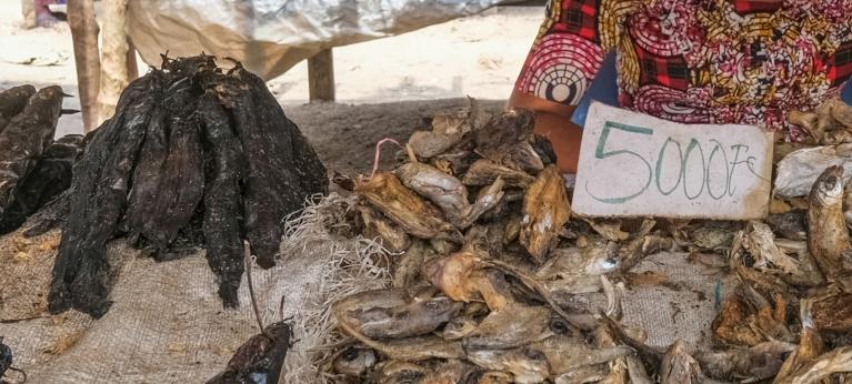 DEVELOPPEMENT D’UN SYSTEME DE SUIVI DE LA VIANDE DE BROUSSE