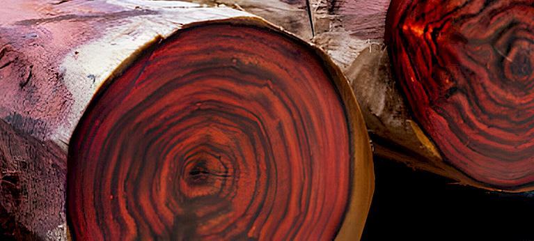 New Guidance to protect priority Rosewood species in trade - Wildlife ...